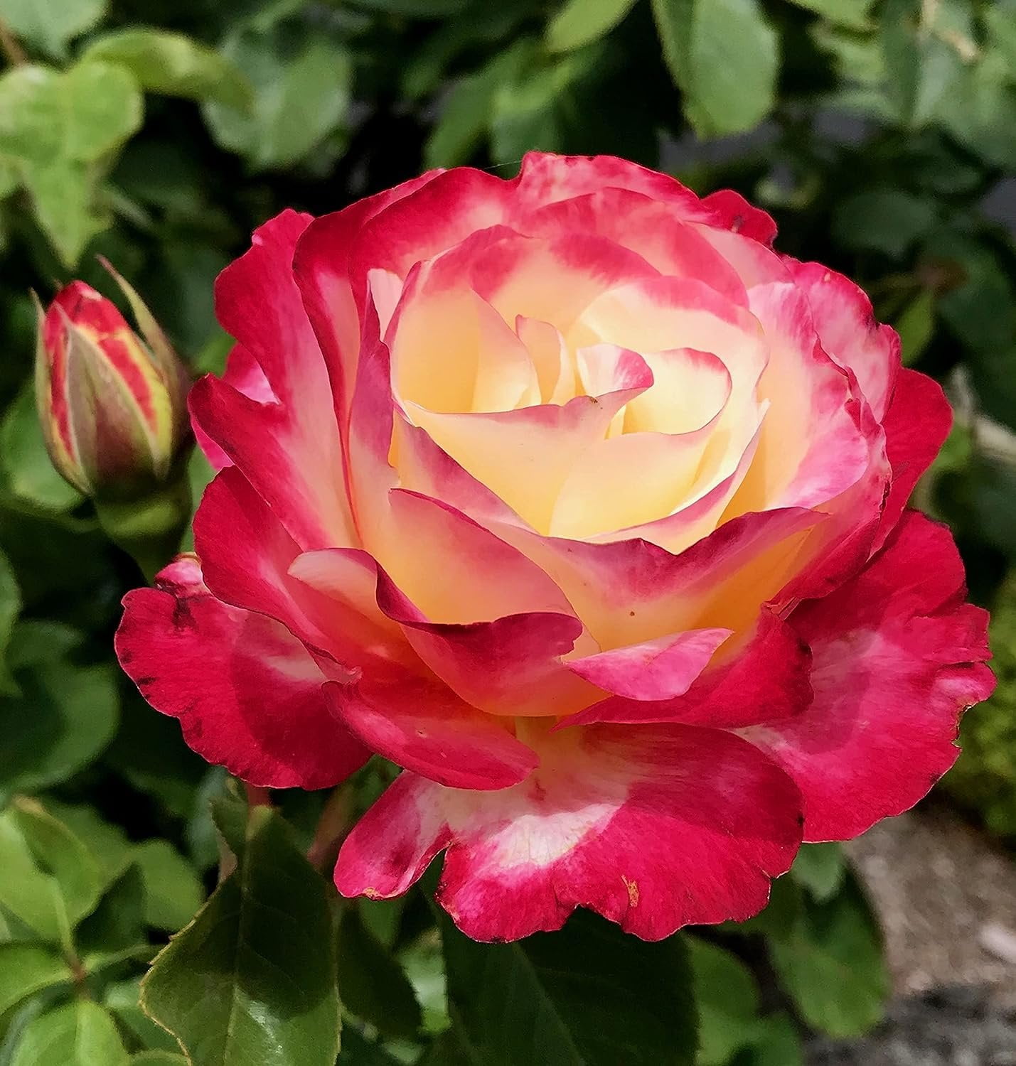 Double Delight Rose Bush - 3 Live Starter Plants in 4 Inch Pots ...