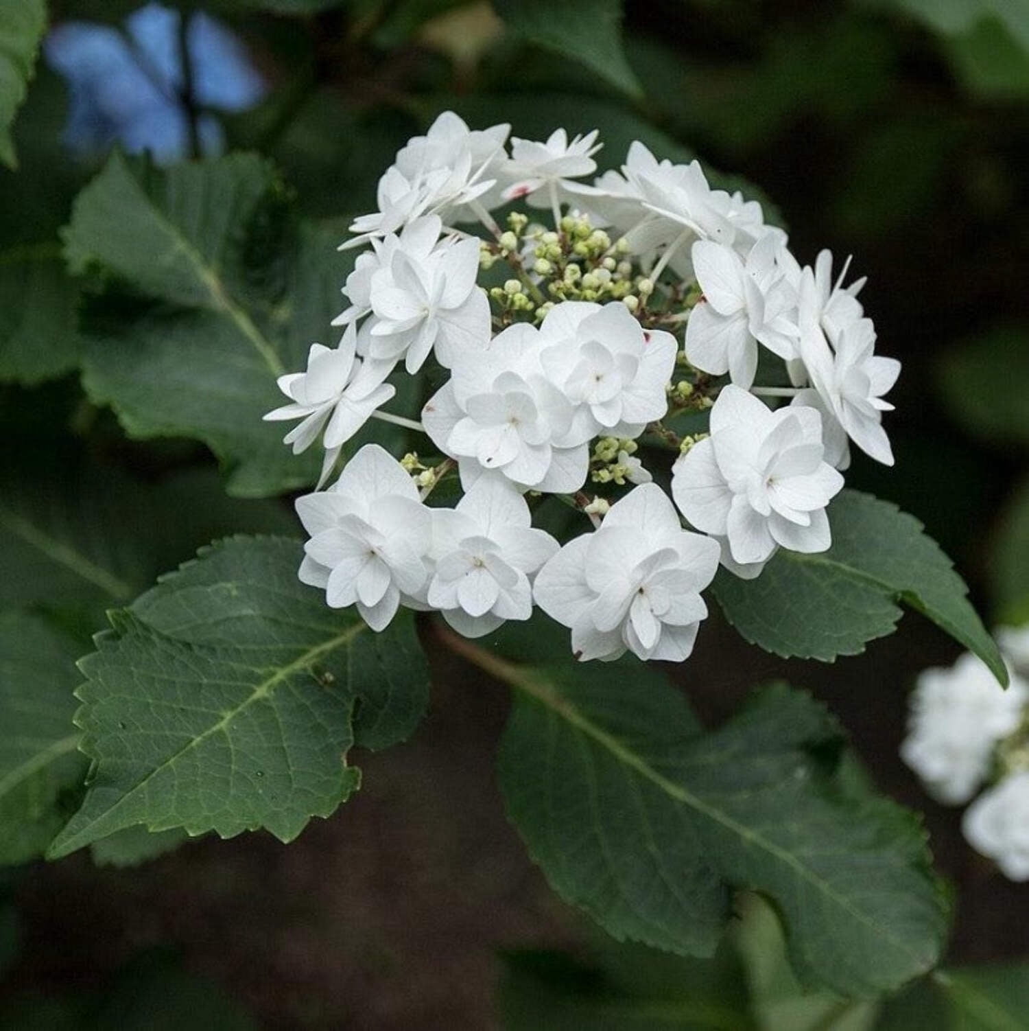 Double Delights™ Wedding Gown Hydrangea - 3 Gallon Pot - Walmart.com