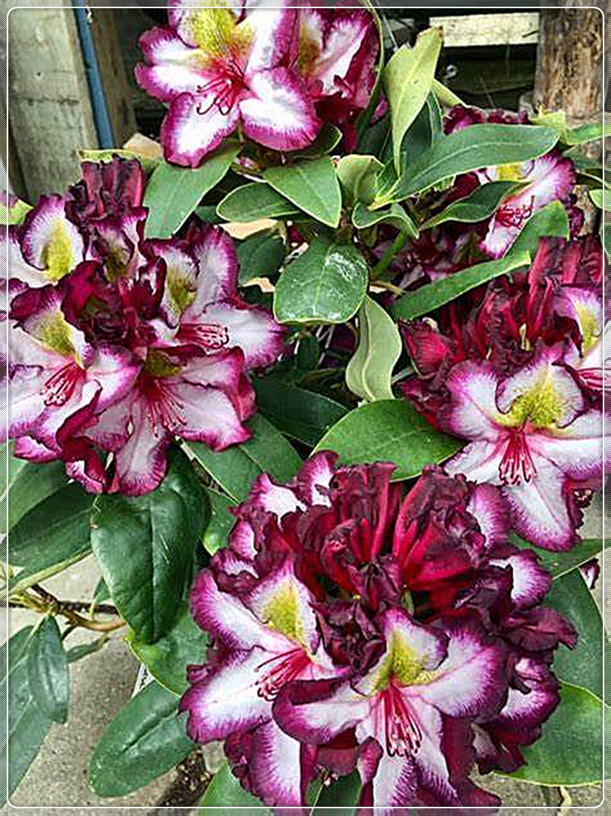 Double Desert Rose，Easy Care Beautiful Holiday Decor Desert Rose，Desert ...