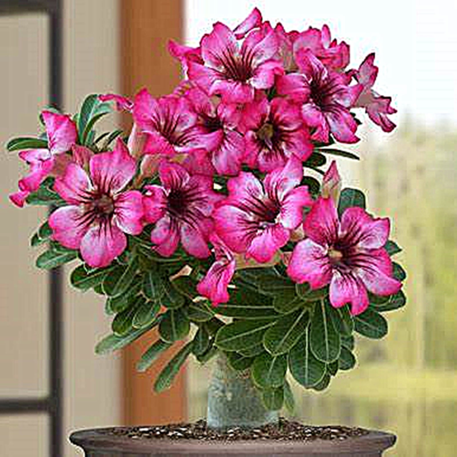 Double Desert Rose，Easy Care Beautiful Holiday Decor Desert Rose，Desert ...