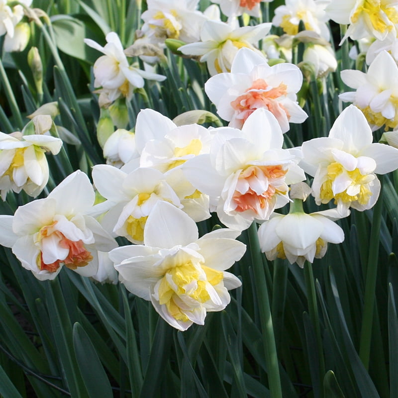 Double Duo Daffodil Mix Flower Bulbs - 10 Bulbs per Pack - Deer ...