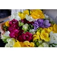 CZ Grain Double Freesia Flower Bulbs for Spring Planting Mixed Colors ...