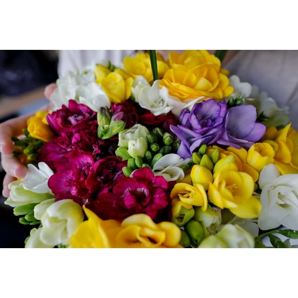 Freesia Color