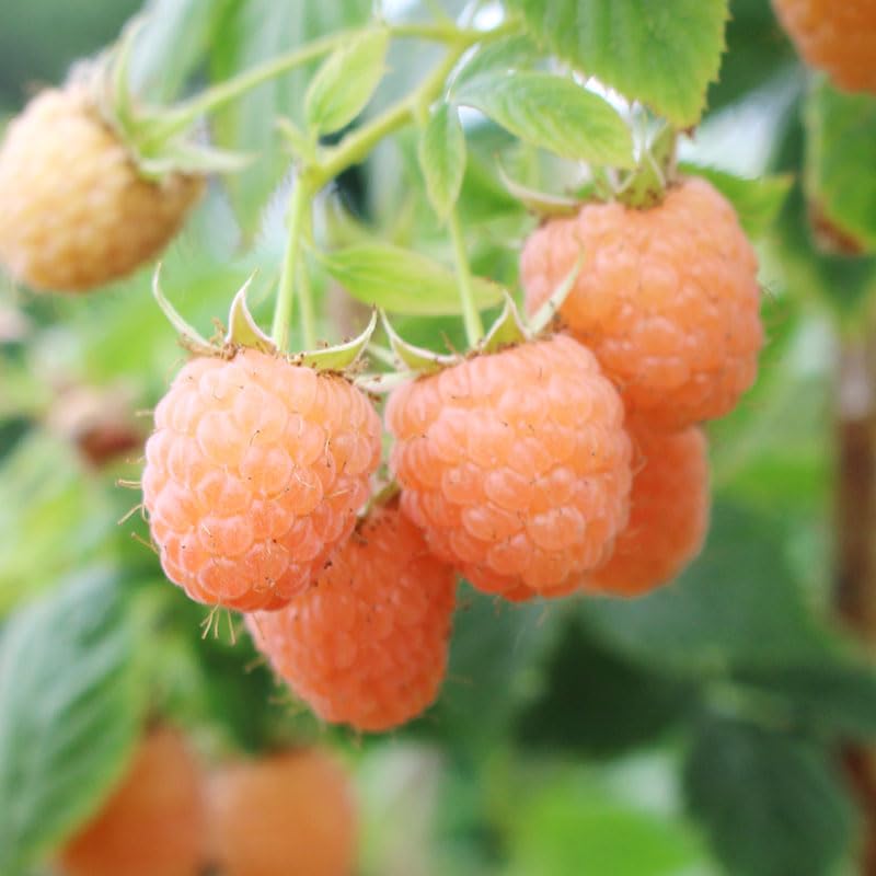 Double Gold Raspberry Root - Grow Your own Berries - Ready to Plant ...
