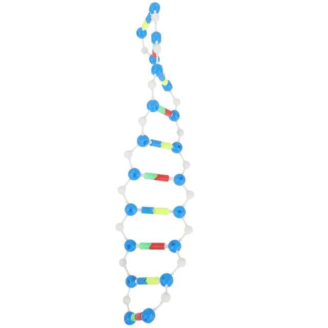 Double Helix Dna Model Science Teaching Aids for Students Educational ...