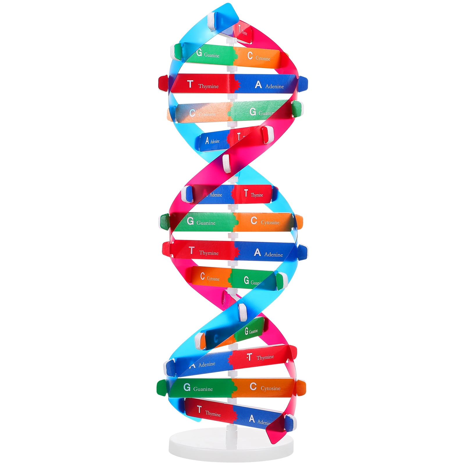 Double Helix Model Self Assembling DNA Biological Science ...