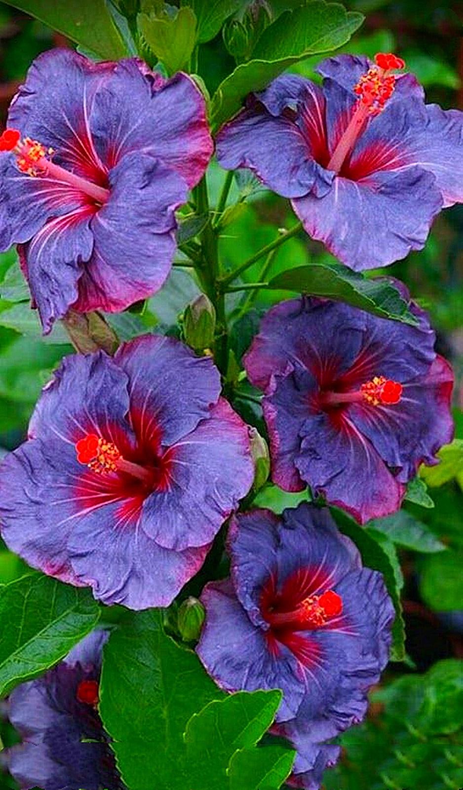 Double Hibiscus,Easy Care Beautiful HolidayHibiscus，Hibiscus Garden for ...