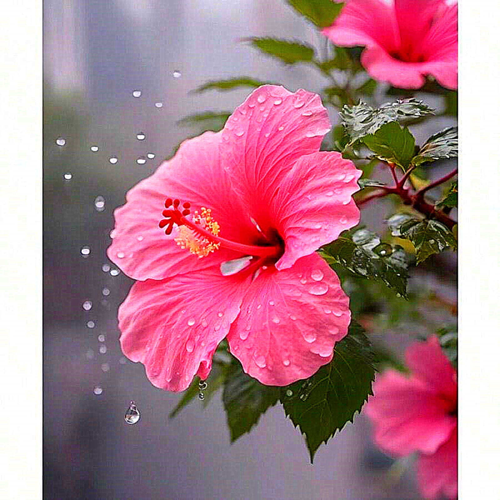 Double Hibiscus,Easy Care Beautiful HolidayHibiscus，Hibiscus Garden for ...