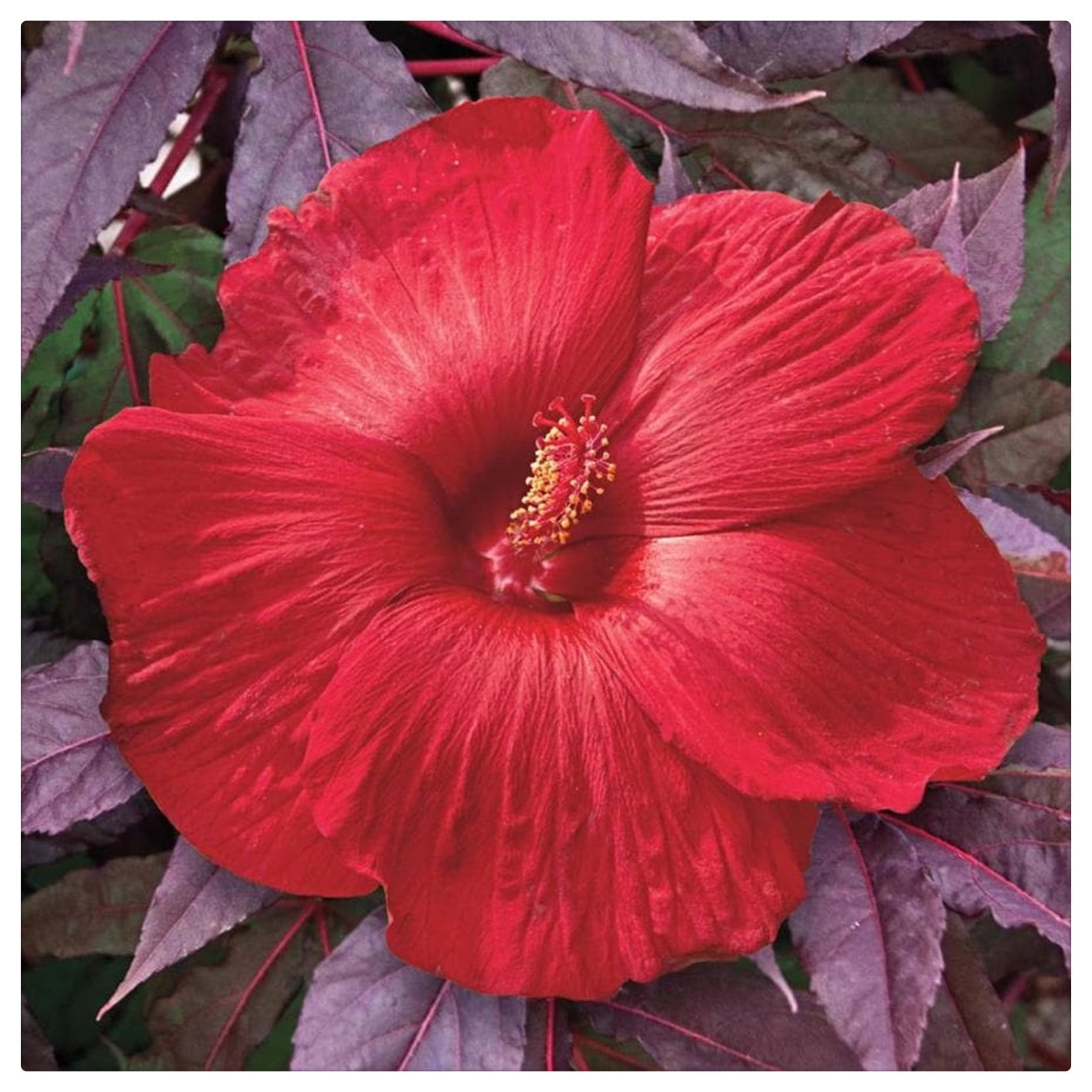 Double Hibiscus,Easy Care Beautiful HolidayHibiscus，Hibiscus Garden for ...