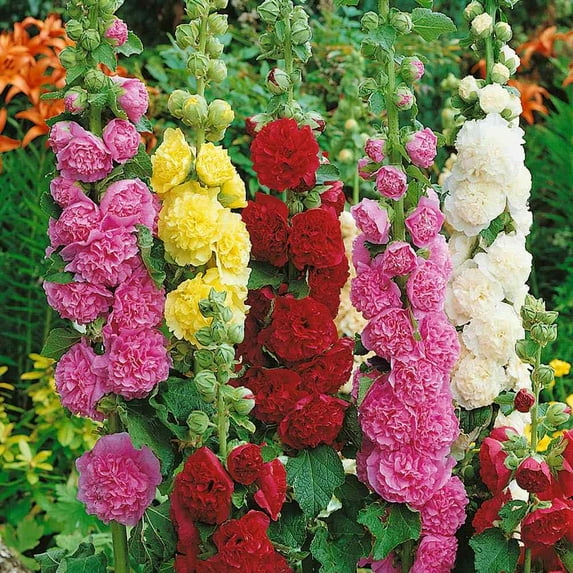 Double Hollyhock Seeds for Planting, Mixed Colors - 100+ Seeds - Long ...