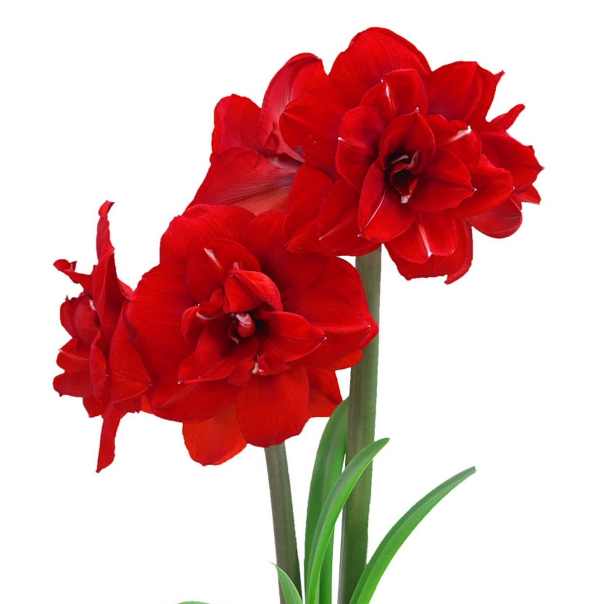 Double King Dormant Amaryllis Bulb for indoor forcing - Walmart ...