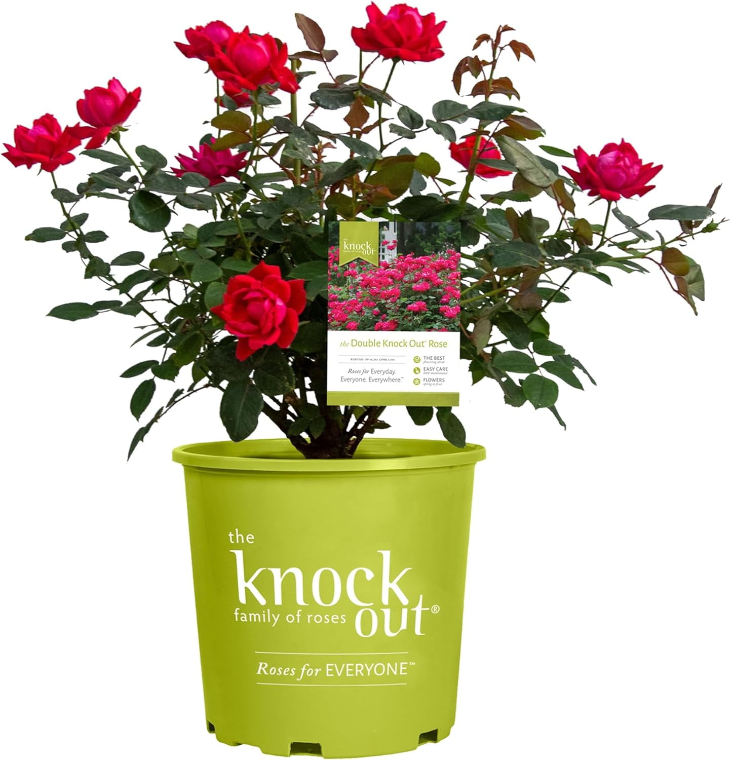 GoBuyPlants - Double Knock Out® Rose - 3 Gallon Pot - Walmart.com