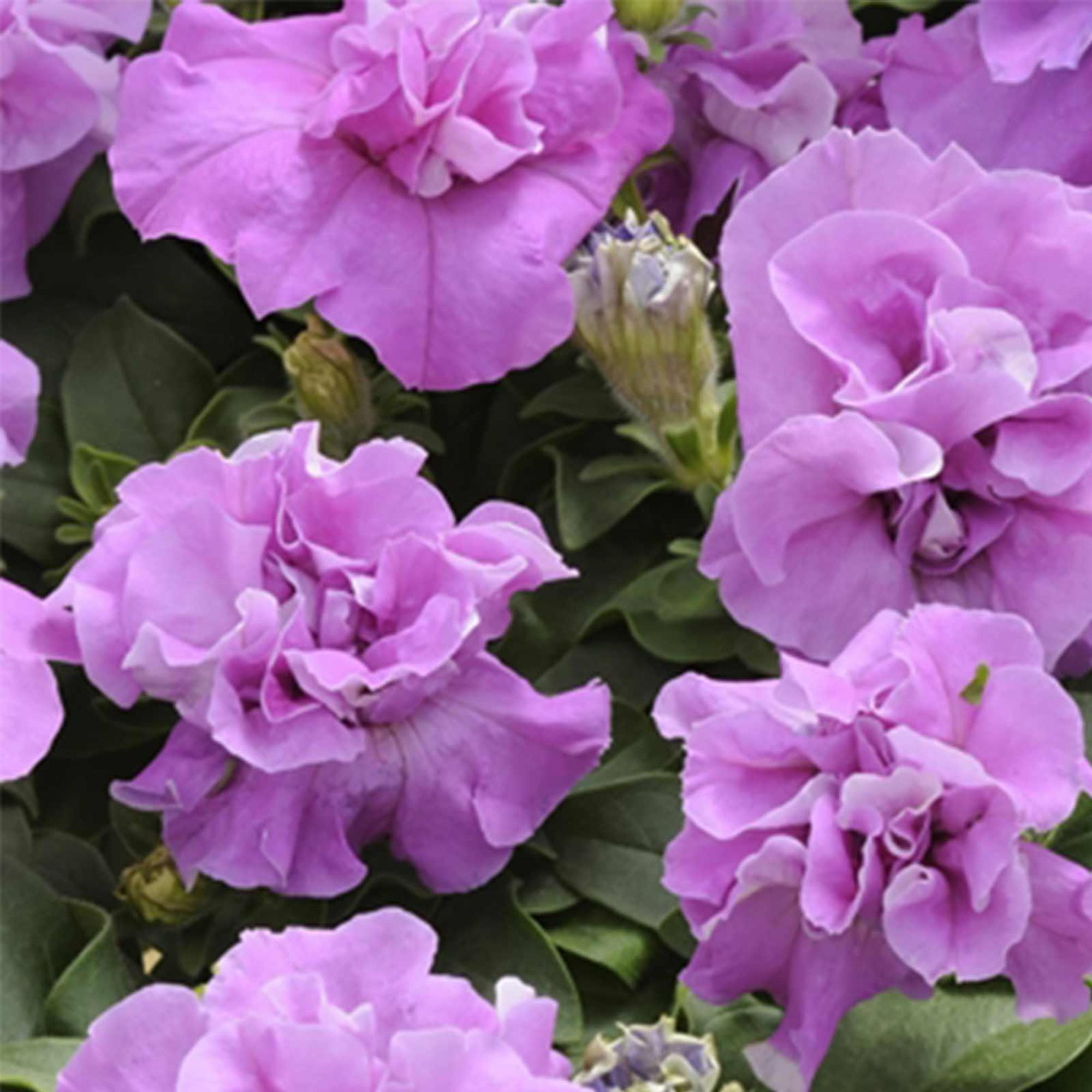 Double Madness Petunia Lavender ~100 Seeds – Double Floribunda Mix ...