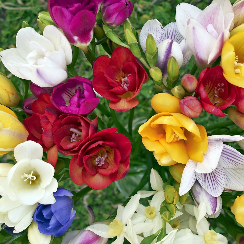 Double Mixed Freesia - 15 Bulbs - Indoors or Out - 6/+ cm Bulbs ...