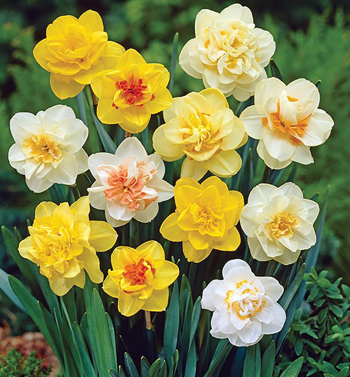Double Narcissus Mix 8 Bulbs - 14/16 cm Bulbs - Walmart.com