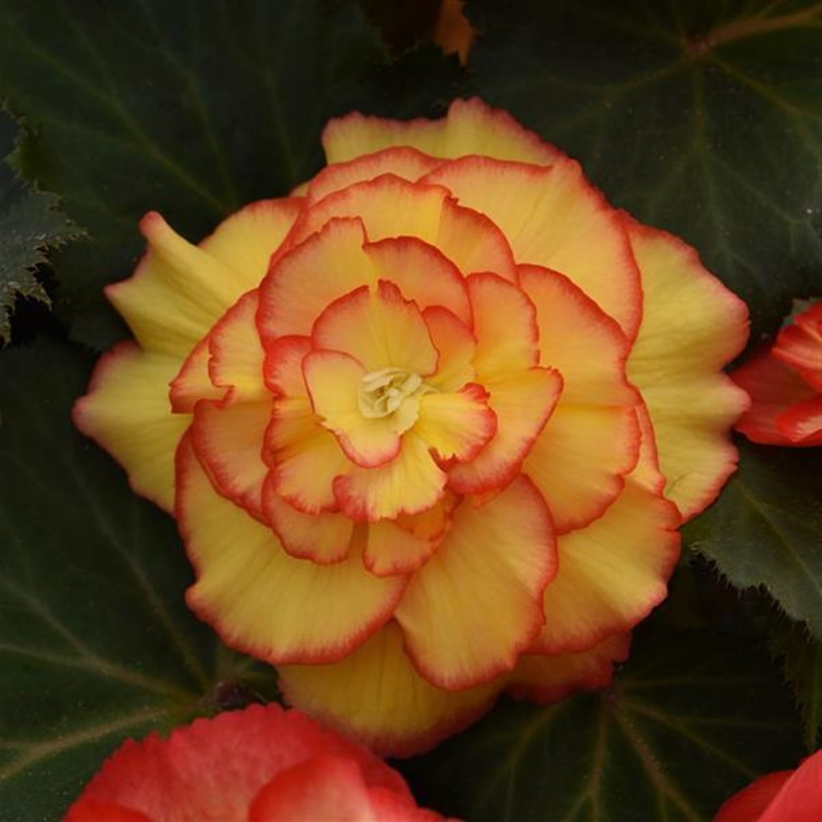 Double Picotee Sunburst Begonia - 2 Bulbs - 4/5cm Bulbs - Walmart.com