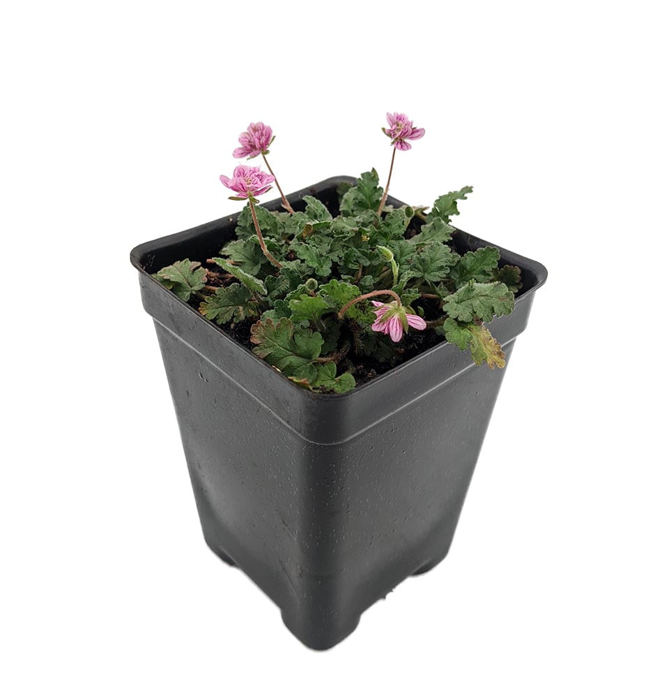 Double Pink Fairy Erodium - Cranesbill/Alpine Geranium -2.5" Pot ...