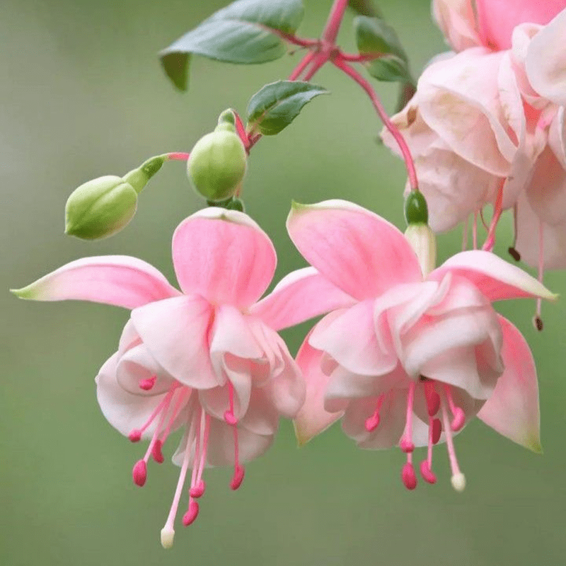 Double Pink Fuchsia Plant, 3 to 4 Inch Tall Fuchsia Plants Live ...