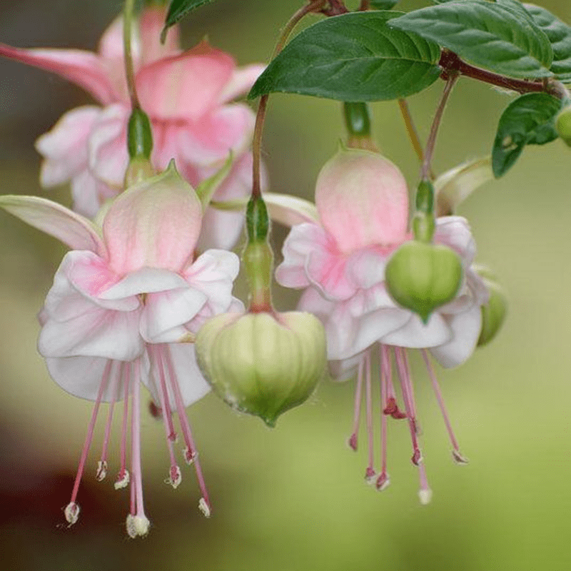Double Pink Fuchsia Plants, 4 Inch Pot Perennial Flower Plants for Home ...