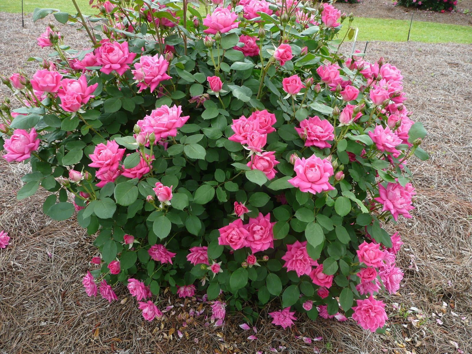 Double Pink Knock Out Rose-Landscape Shrub-Disease Resistant Blooms 3 ...
