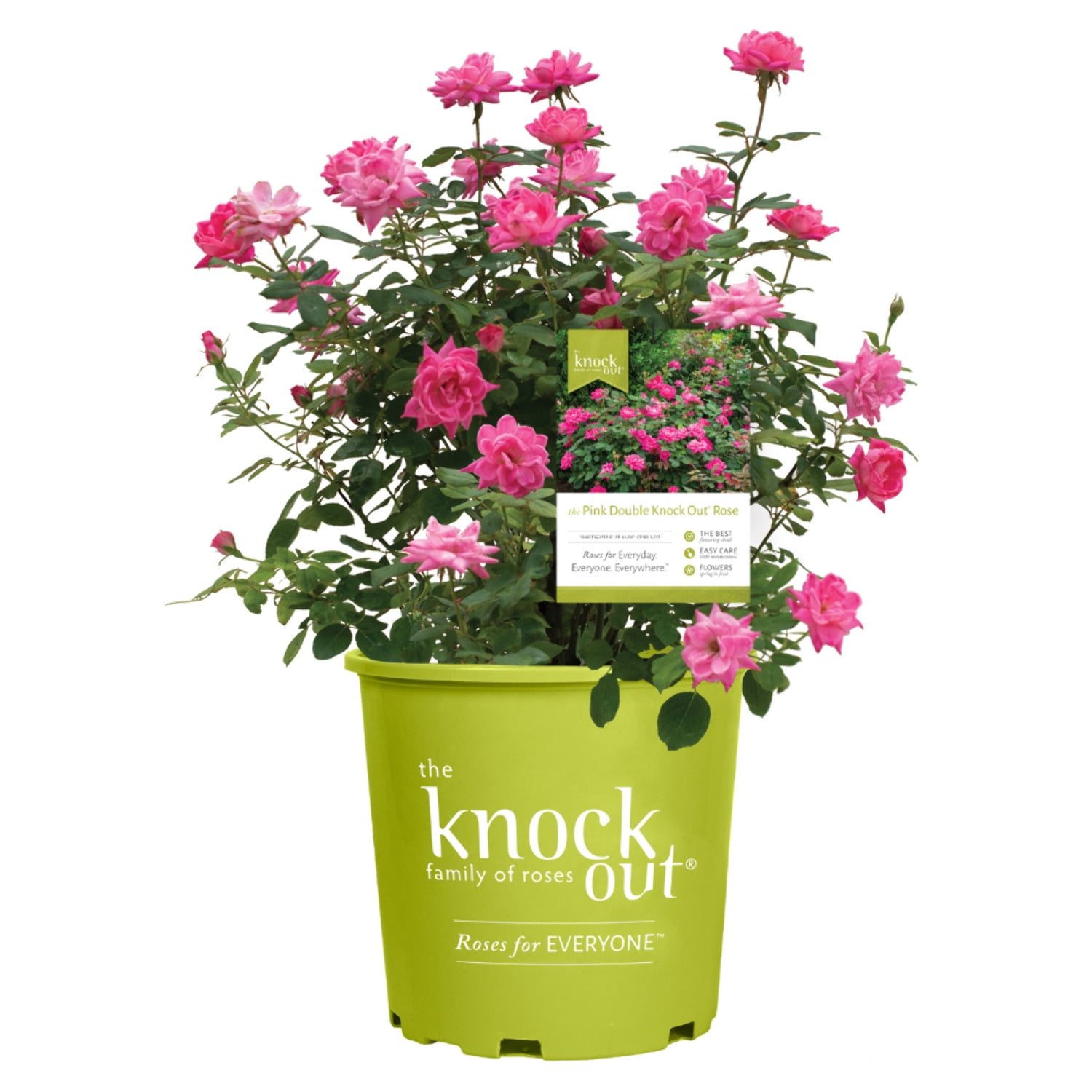 Double Pink Knock Out Rose - 3 Gallon Pot, Live Deciduous Shrub, Full ...