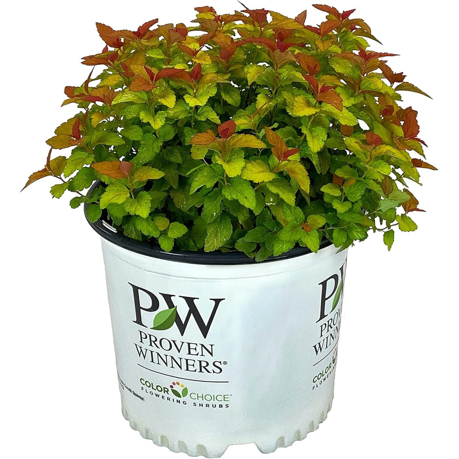 Double Play Candy Corn Spirea - 3 gal - Proven Winners - Compact ...