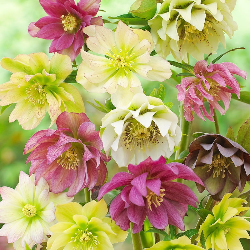 Double Queen Hellebores, Evergreen Blooming Perennial, Winter Bloom, No ...