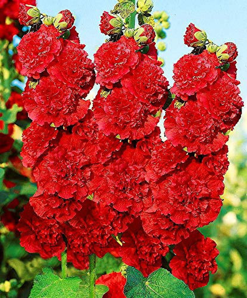 Double Red Hollyhock Red Terry Malva ZLK1 Seeds 20 Seeds for Planting ...