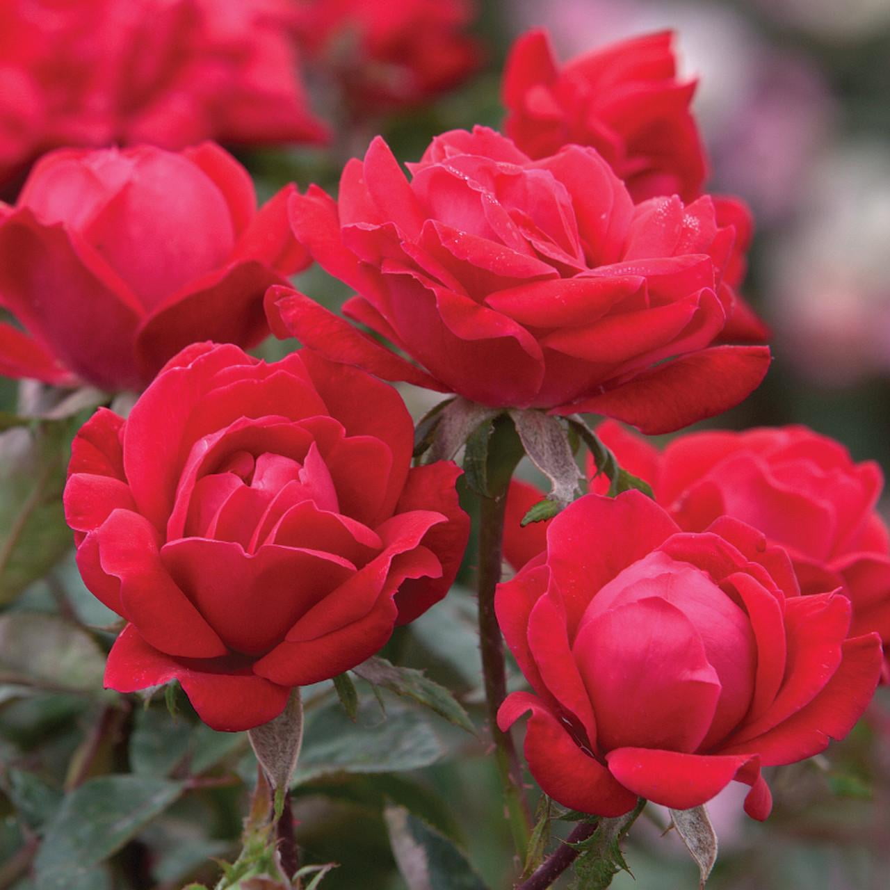 Double Red Knock Out' Landscape Rose 2 Gallon - Walmart.com