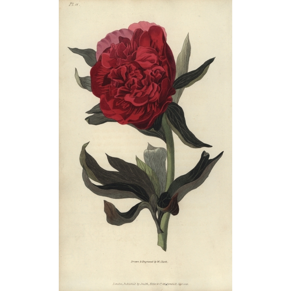 Double Red Peony, Paeonia Officinalis Rubra Plena Poster Print By ...