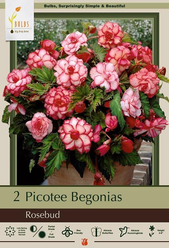 Double Red & White Picotee Begonia - 2 Bulbs 7/+ cm - Walmart.com