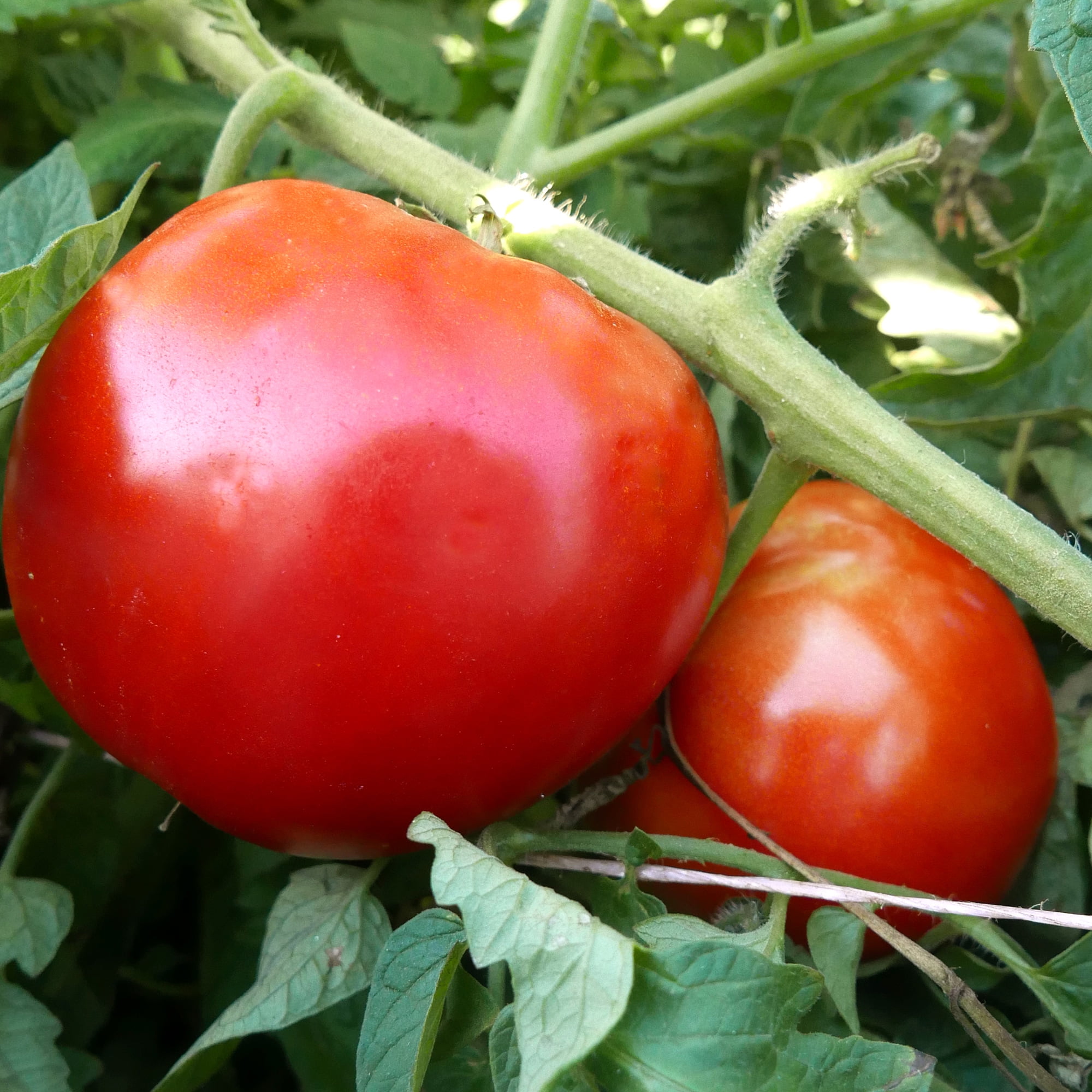Double Rich Tomato 1 Lb ~108,800 Seeds – Non-GMO Heirloom Indeterminate ...