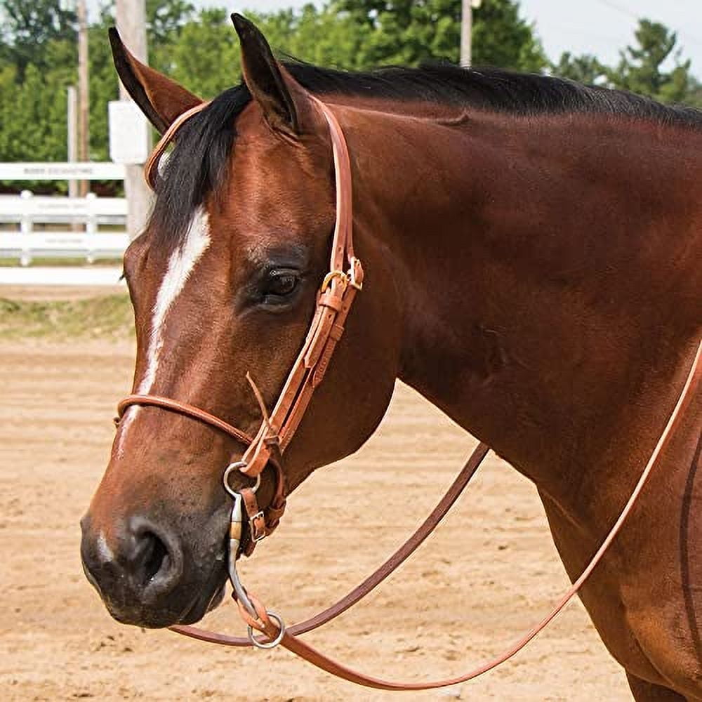 Double S Rolled Nose Caveson for Horses Efficient Horse Training Aid ...