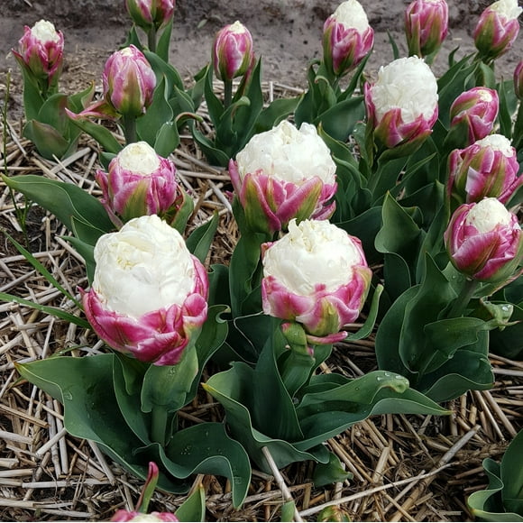 Spring Bulbs in Plant Bulbs - Walmart.com