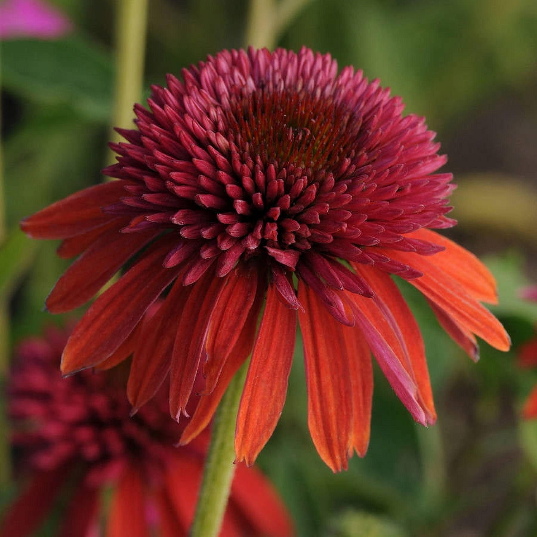Double Scoop Orangeberry Echinacea (2.5 Quart) Coneflower - Flowering ...