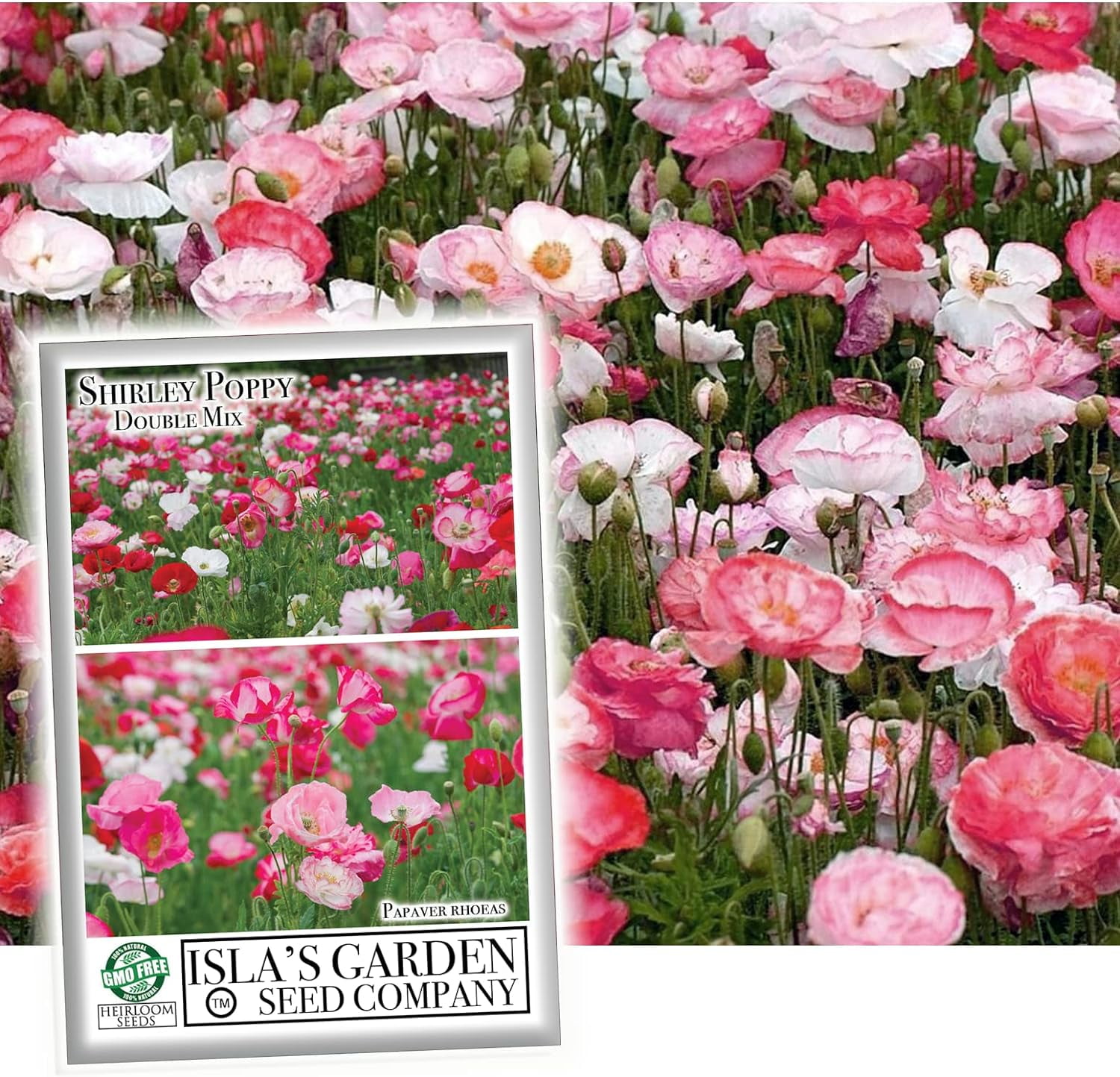 "Double Shirley Mix" Poppy Seeds for Planting, 3000+ Flower Seeds Per ...