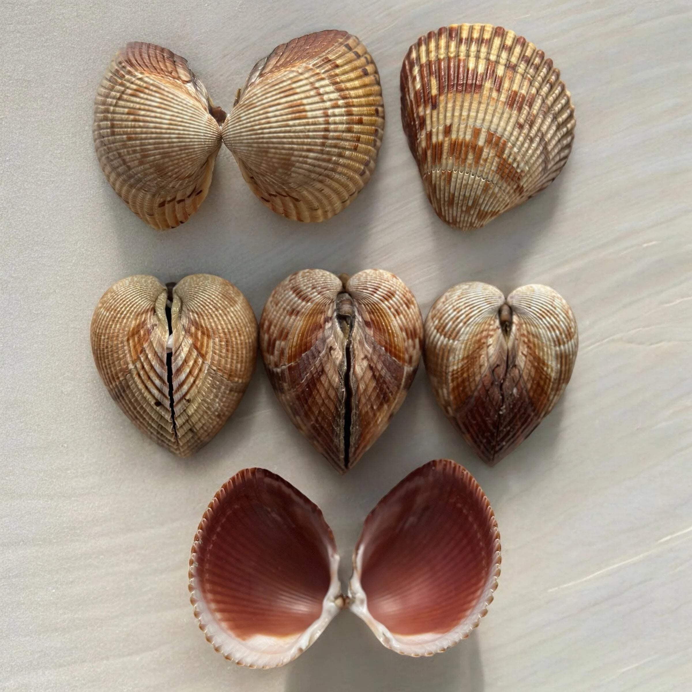 Double Sided Giant Atlantic Heart Cockle Seashells Rare Brown Large ...