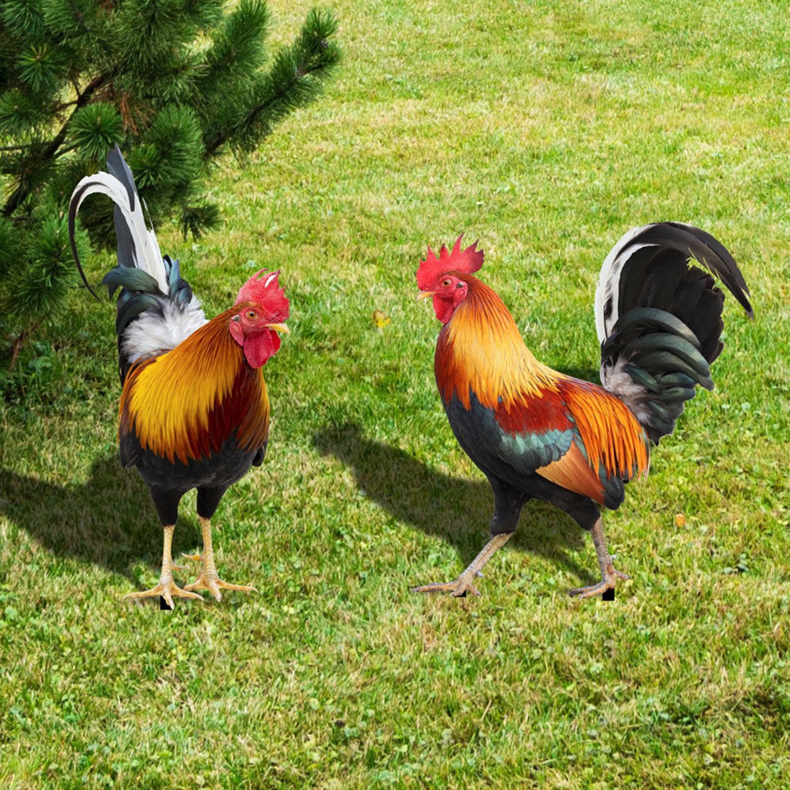 Double-Sided Printing Garden Stake - Plane Design Acrylic Cute Cock ...