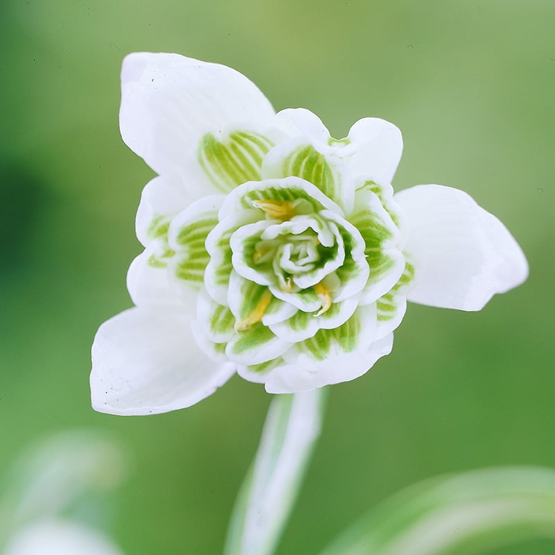 Double Snowdrops Flower Bulbs - 10 Bulbs per Pack - Deer Resistant ...