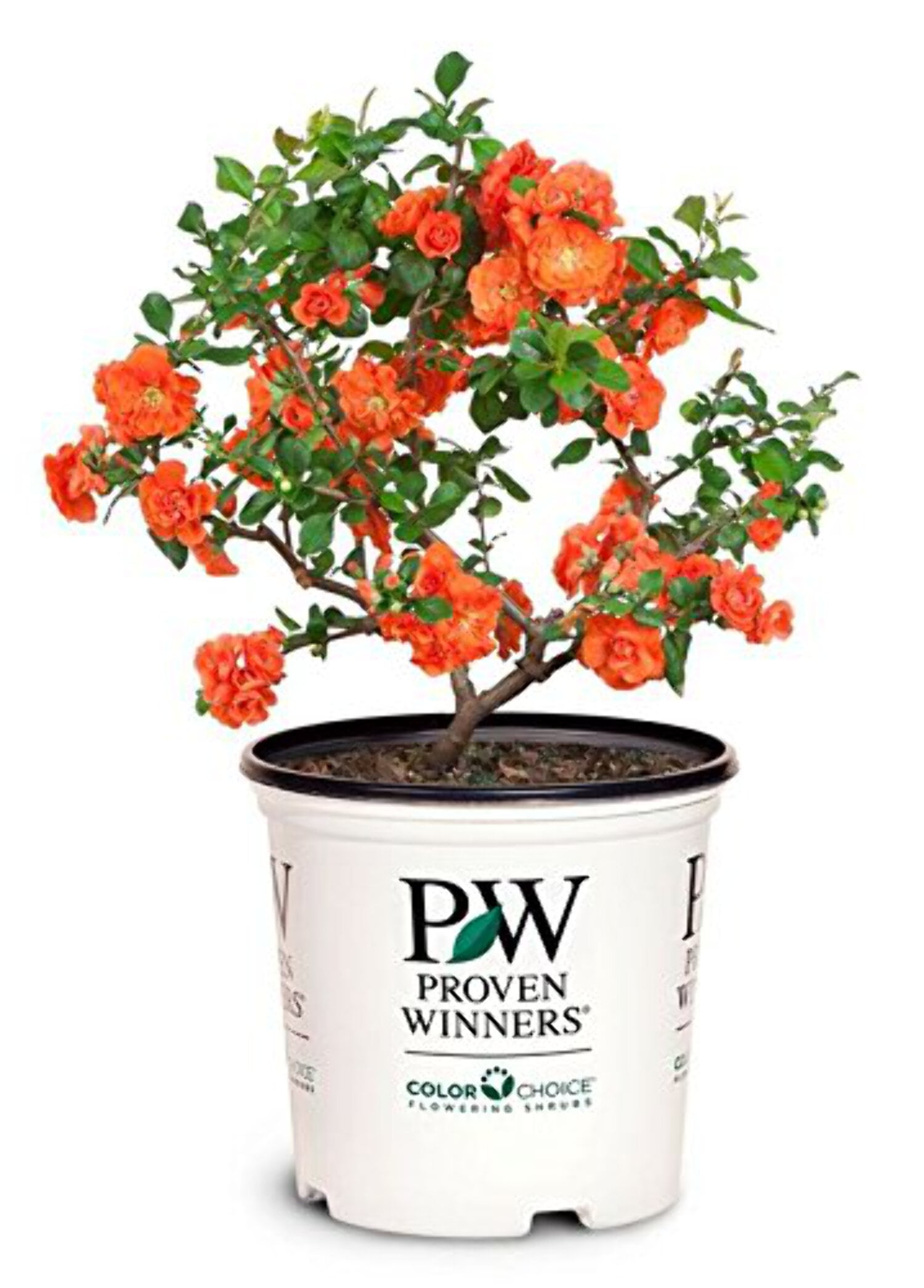 Double Take Orange Quince, 3-4ft Height, Thornless, Orange Flowers ...