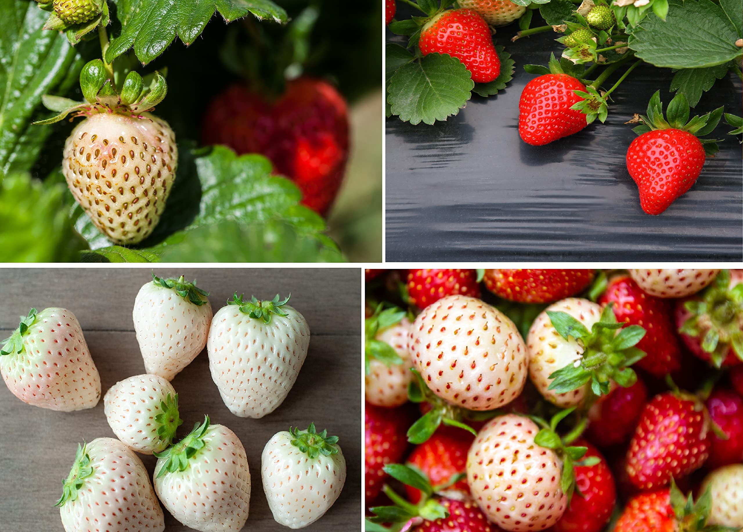 Double The Color Strawberry Duo Packet - 100 Red Straberry Seeds + 100 ...