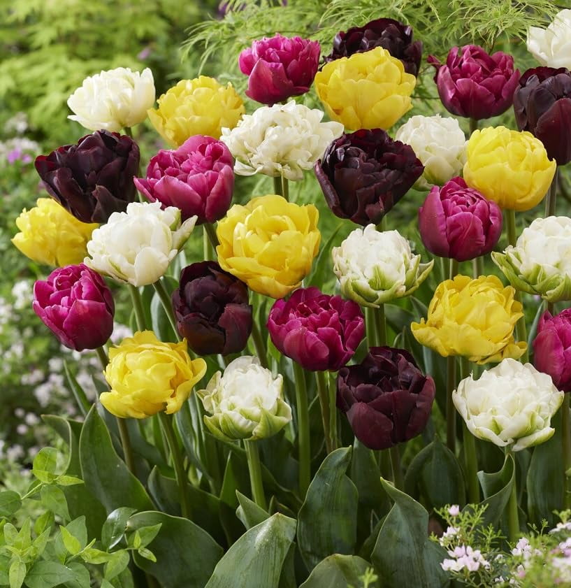 Double Tulip Mix Bulbs for Planting - Easy to Grow Perennial Tulips (10 ...