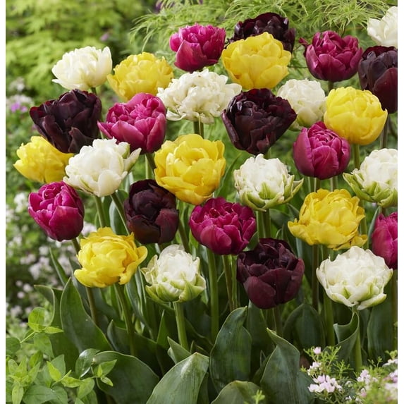 Double Tulip Mix Bulbs for Planting - Easy to Grow Perennial Tulips (10 ...