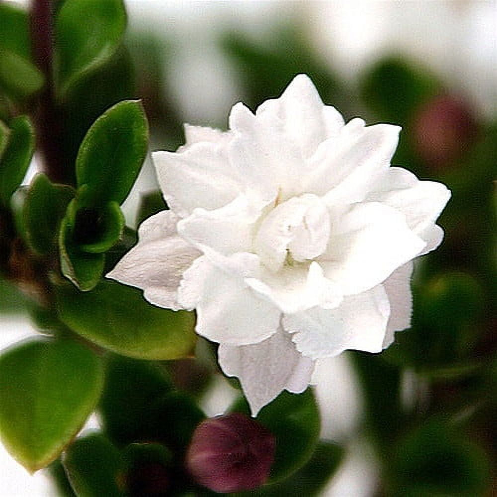 Double White Serissa Tree - 2.5" Pot - House Plant, Fairy Garden Plant ...