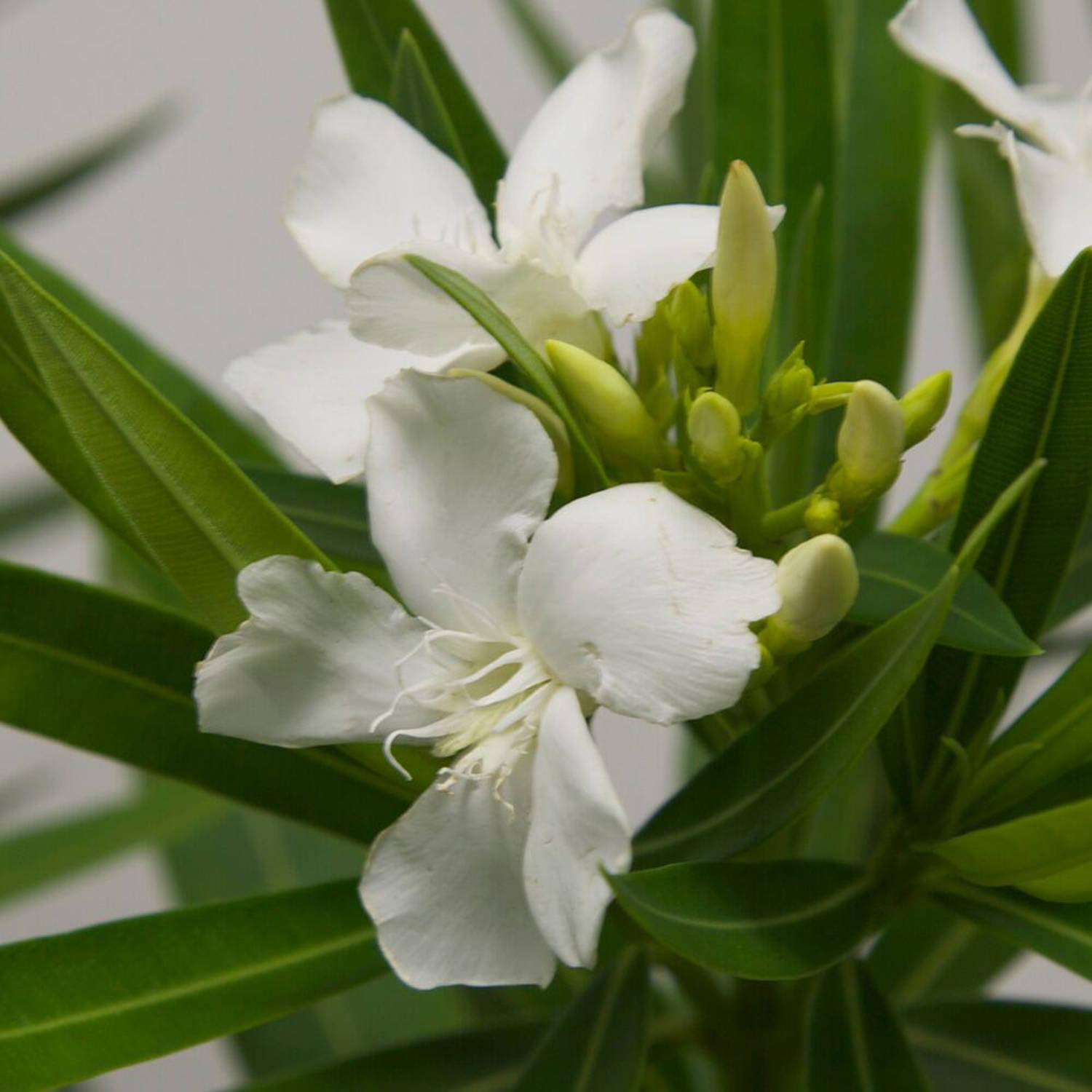 White Oleander Shrub
