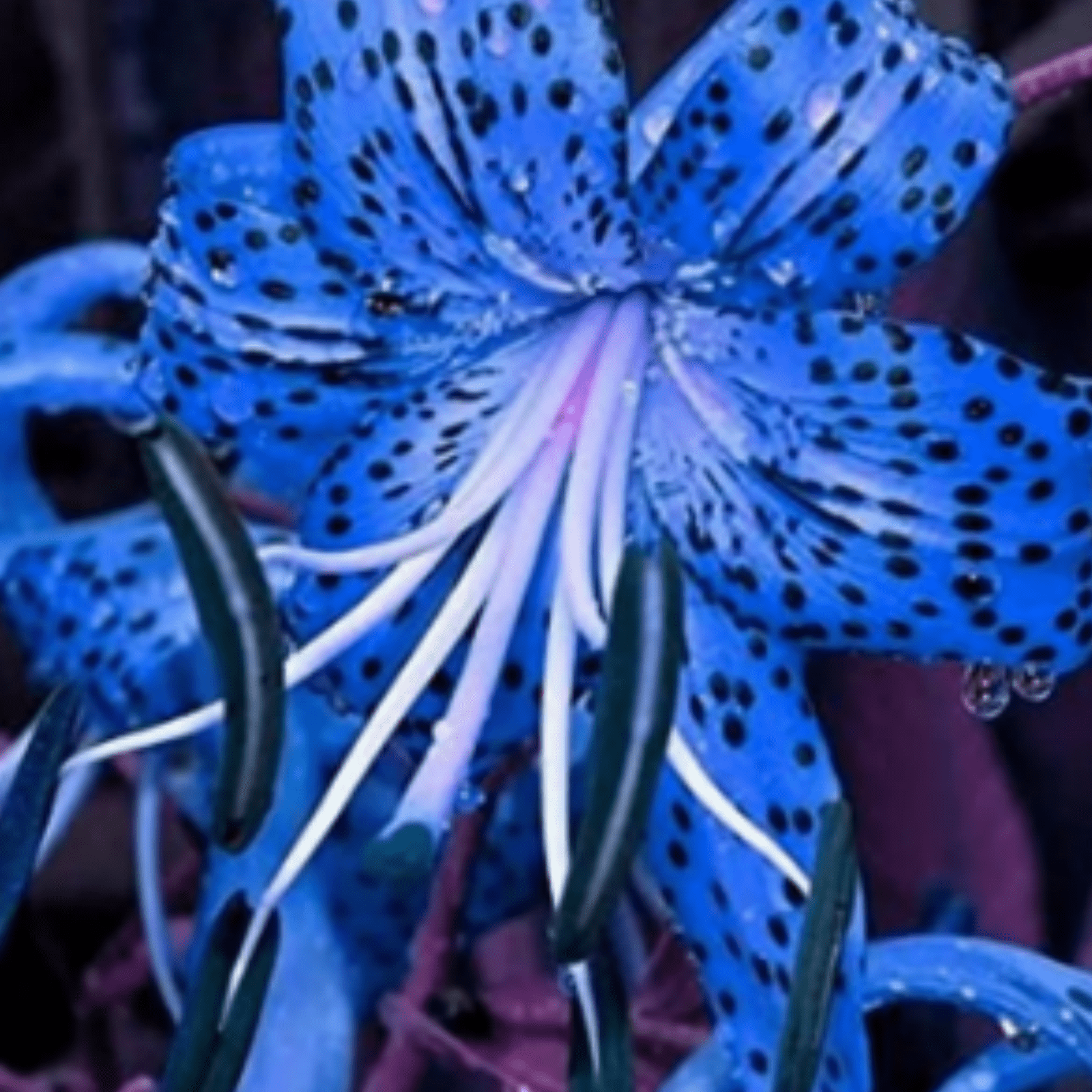 Double-petaled multi-headed lily flower ball super short cold-resistant ...