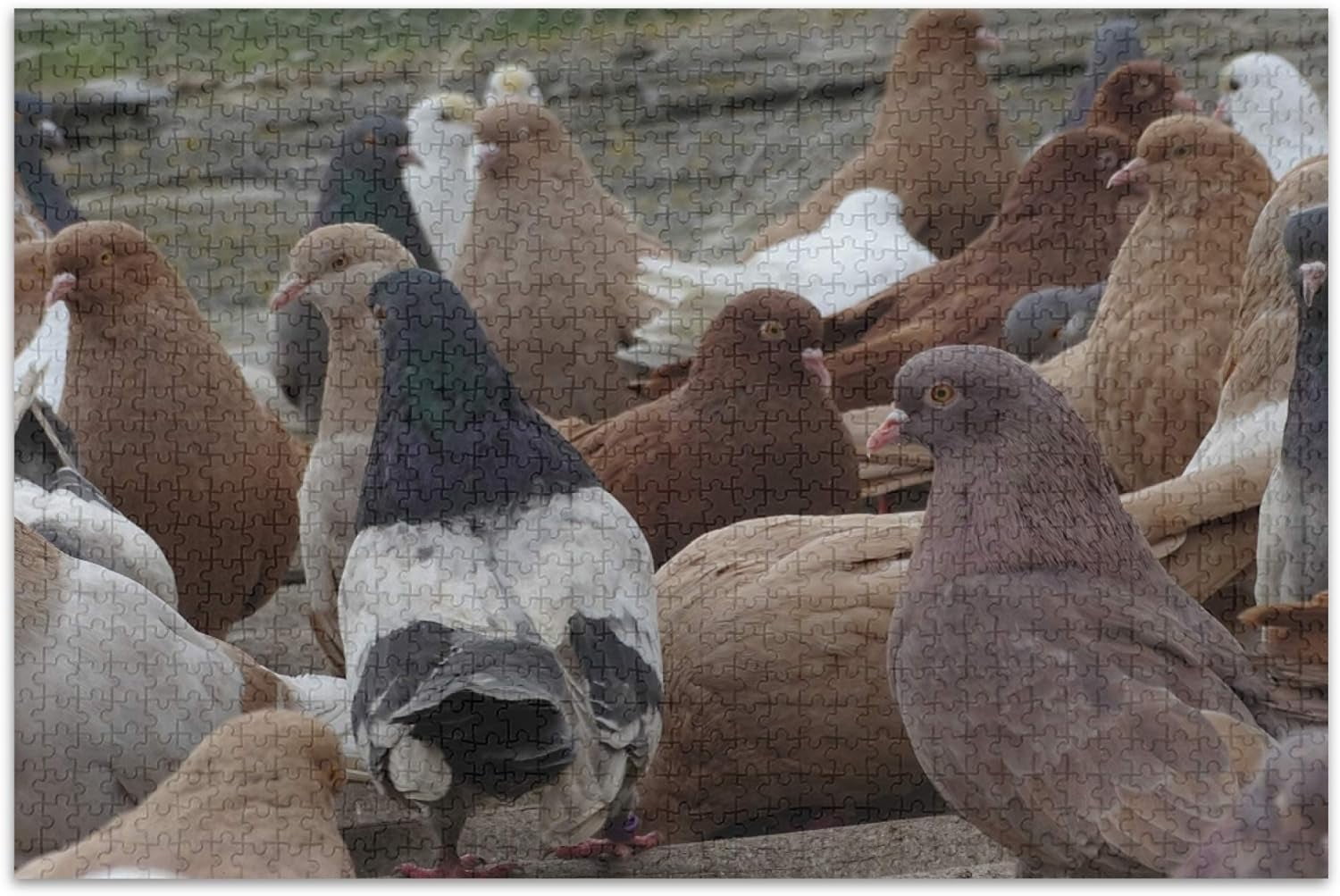 Doves Jigsaw Puzzle 500 Pieces, Intellectual Entertainment Educational ...