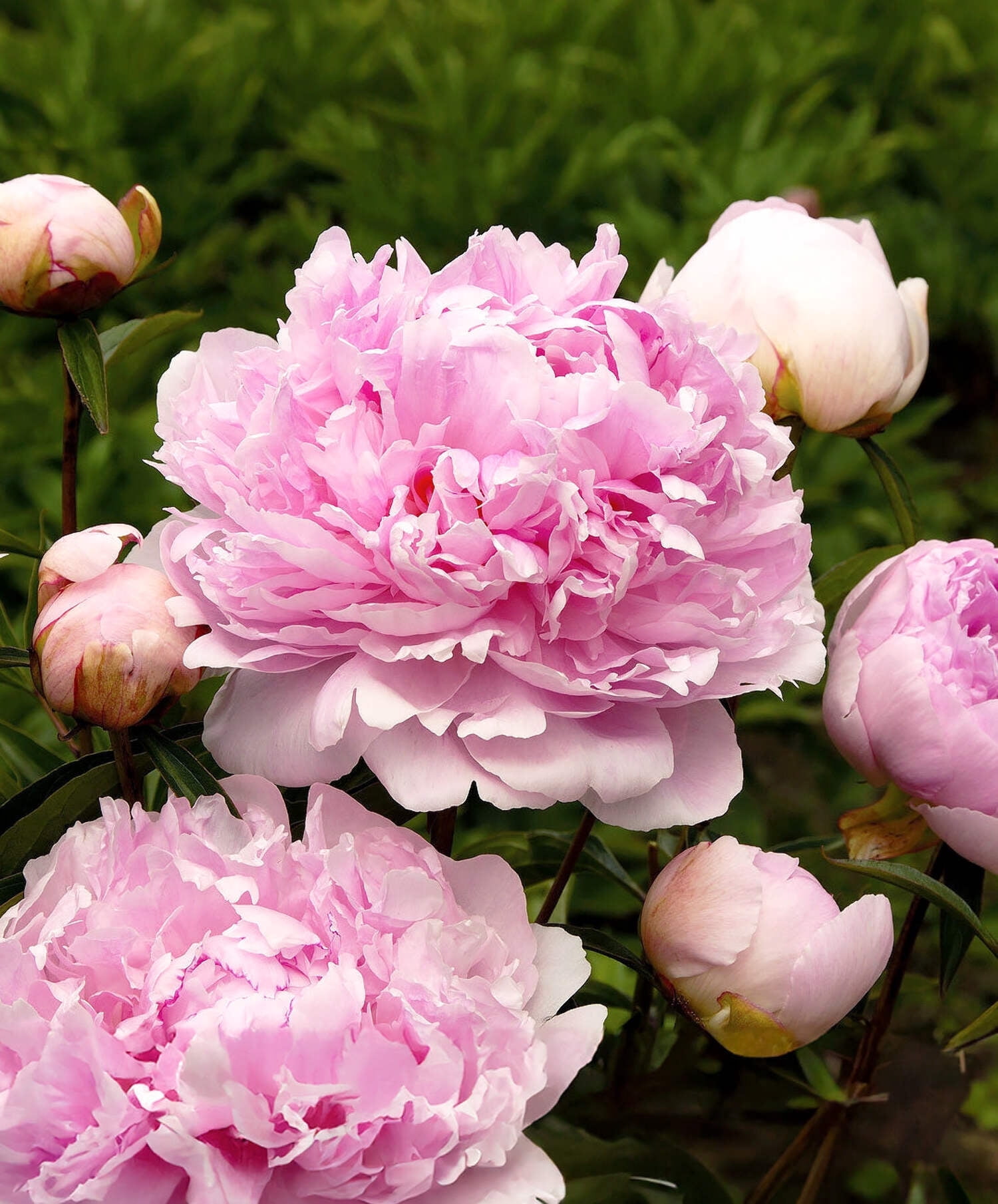 Dr. Alex Fleming Peony - 1 root division - Walmart.com
