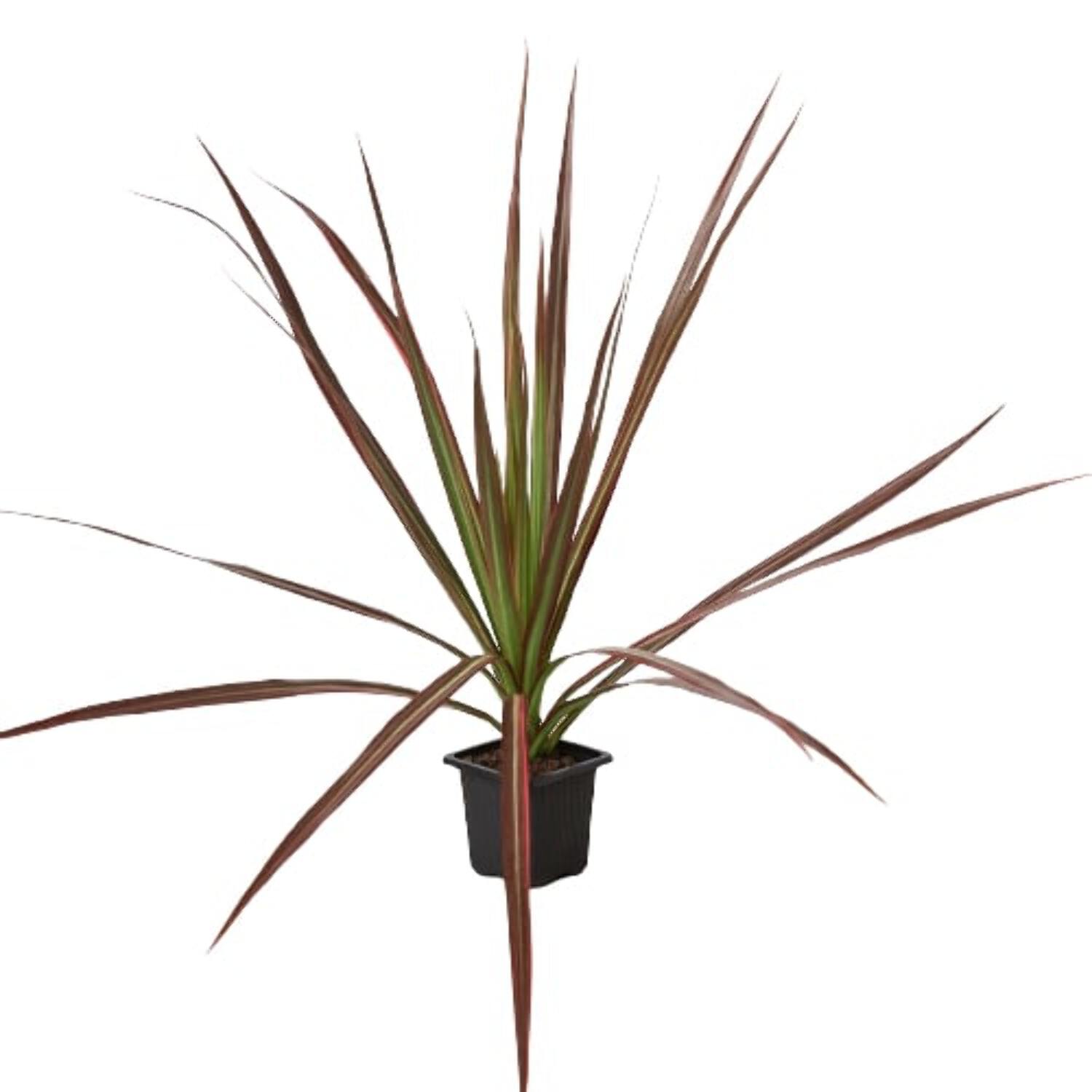 Dracaena 'Colorama', 3" Pot, Indoor Houseplant, Easy Care, Live Plant ...