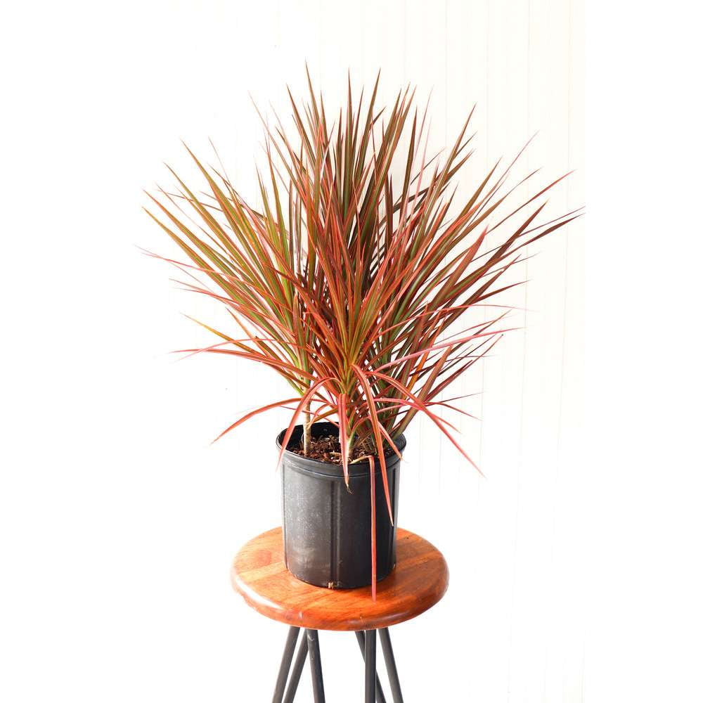 Dracaena Colorama Live Plant for Indoor | Different Houseplants in 4 ...